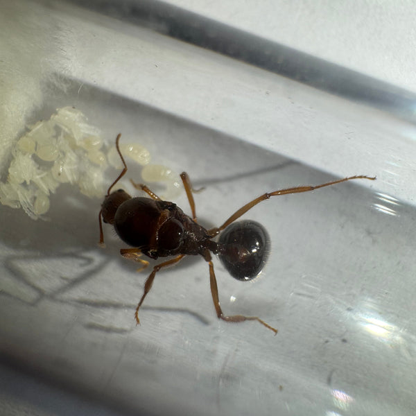 Aphaenogaster longiceps – AntMeUp